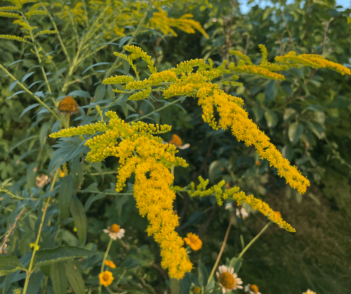 Between Healing and Invasion: The Mystery of Goldenrod – sown & uprooted